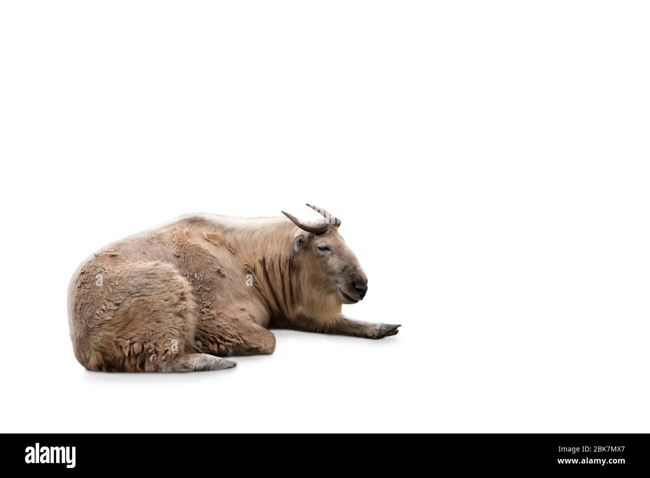 Zoology background Cut Out Stock Images & Pictures - Alamy