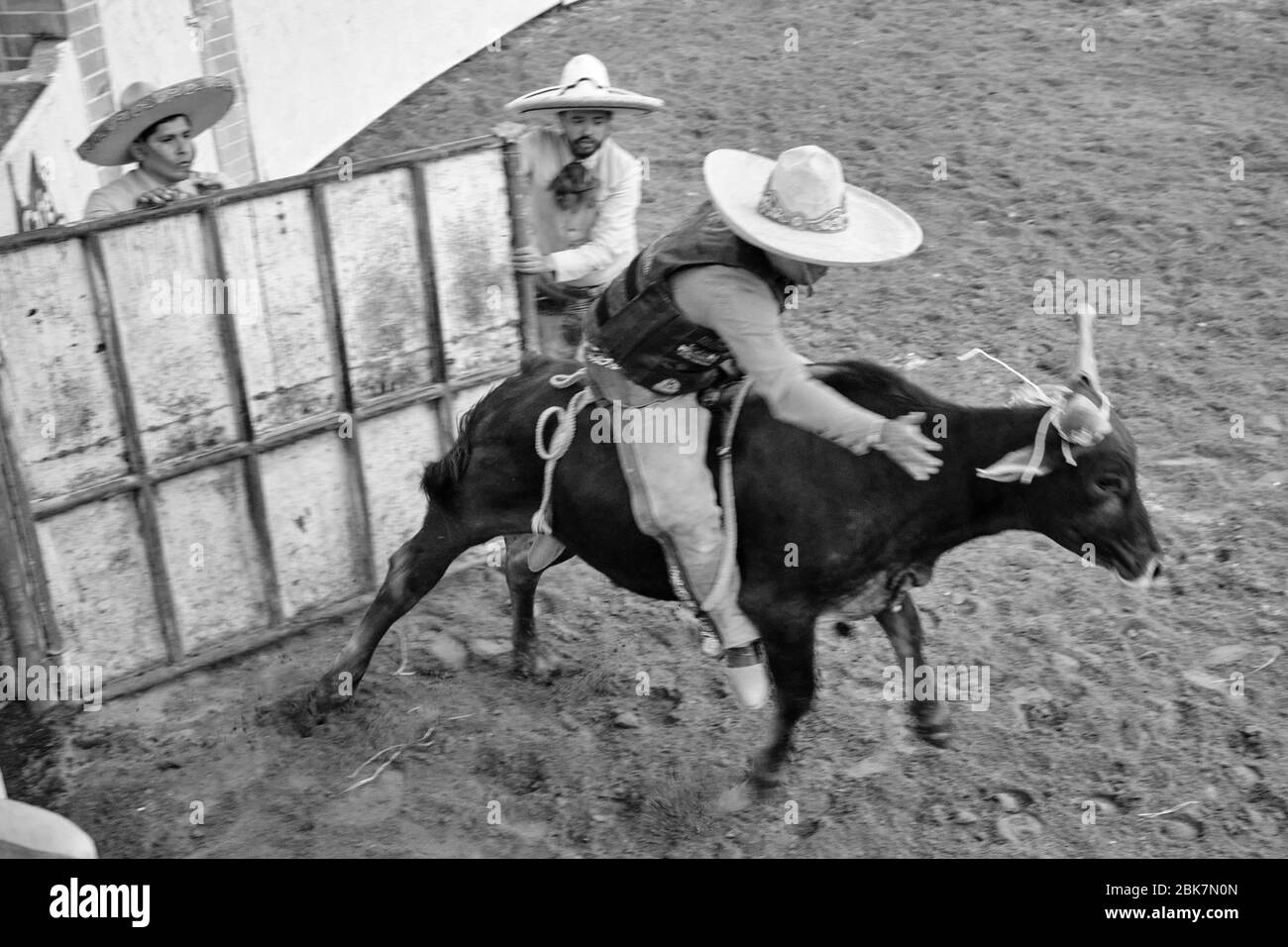 Mexican cowboy riding a bull during one of the events of a "charreria ...