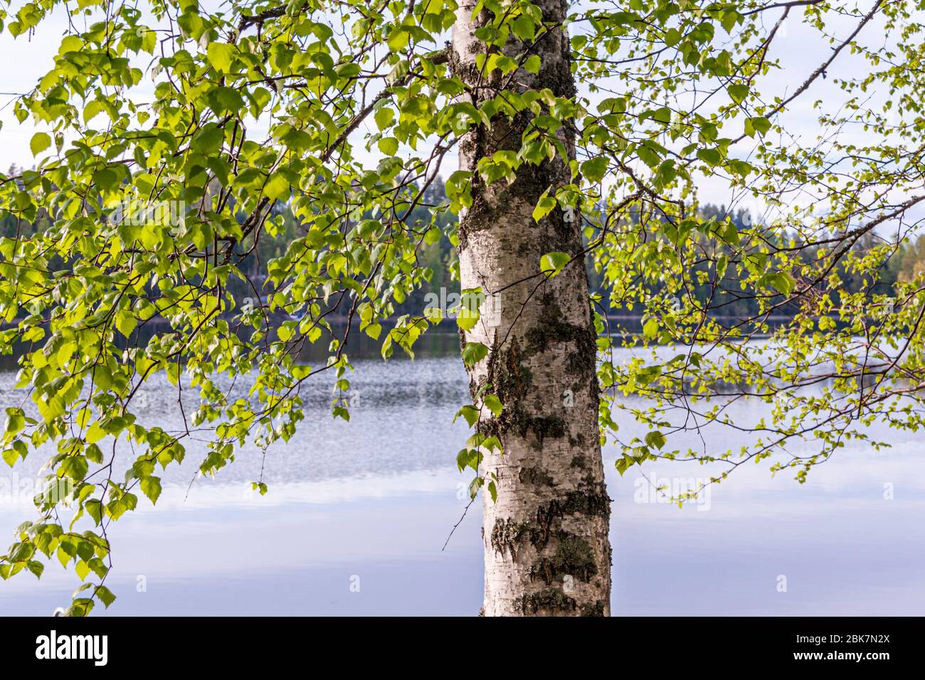 Birch Trees on a Lake in Finland Stock Photo - Alamy