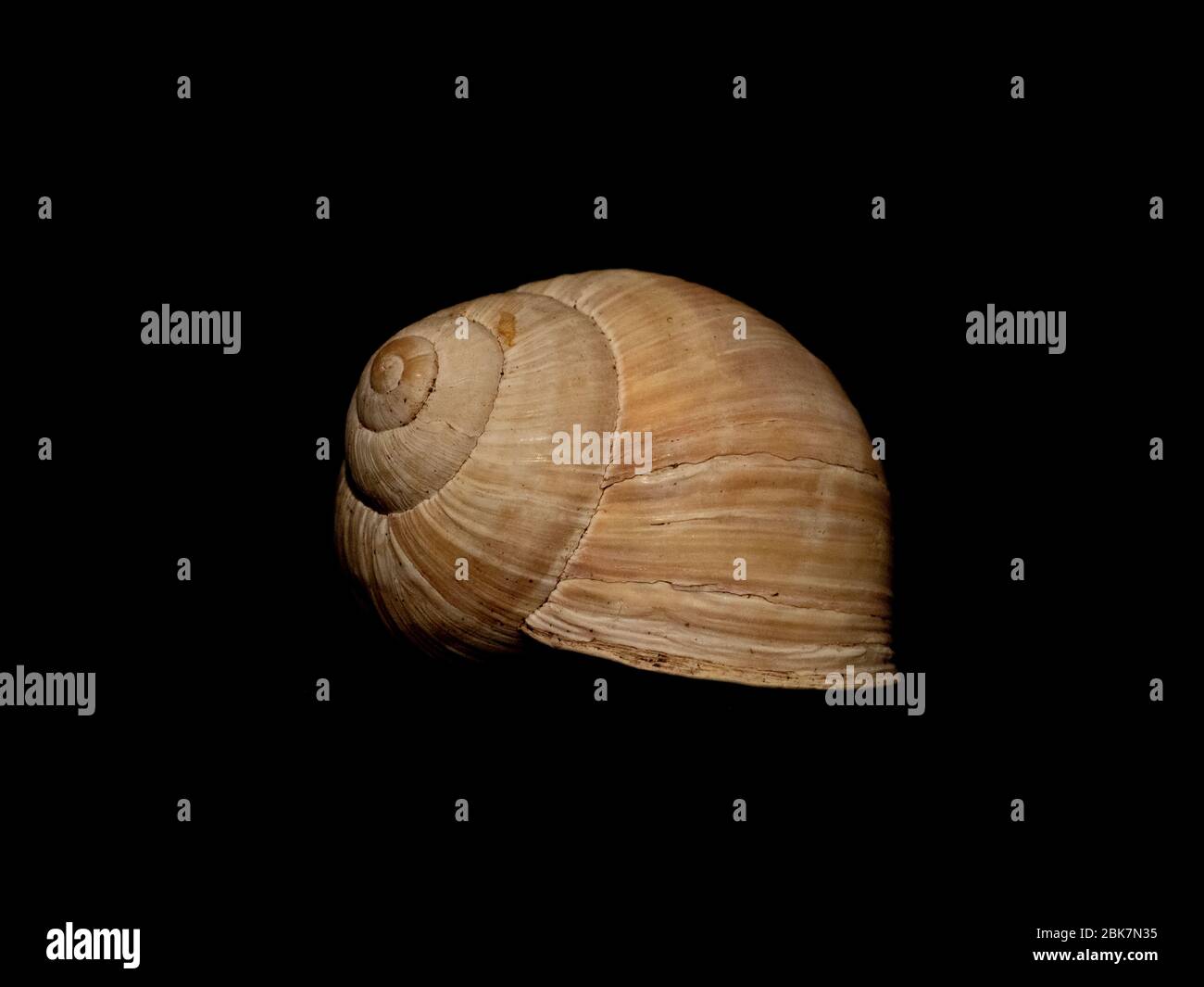 Roman Snail Shell Stock Photo - Alamy