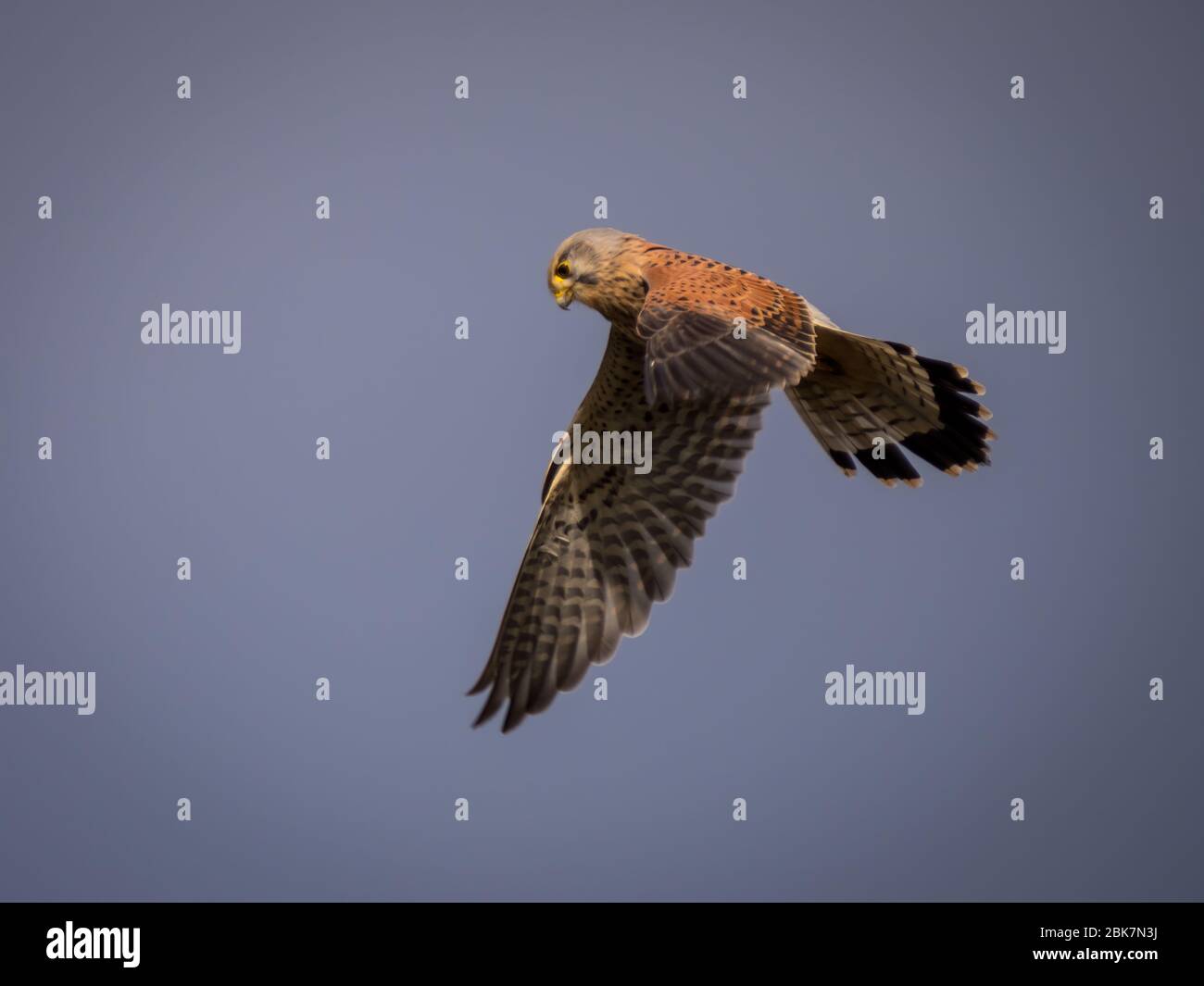 Agriculture conservation hi-res stock photography and images - Alamy