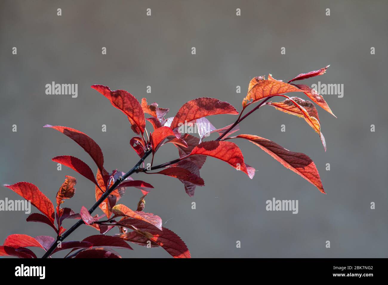 Red leaves prunus cerasifera hi-res stock photography and images - Alamy