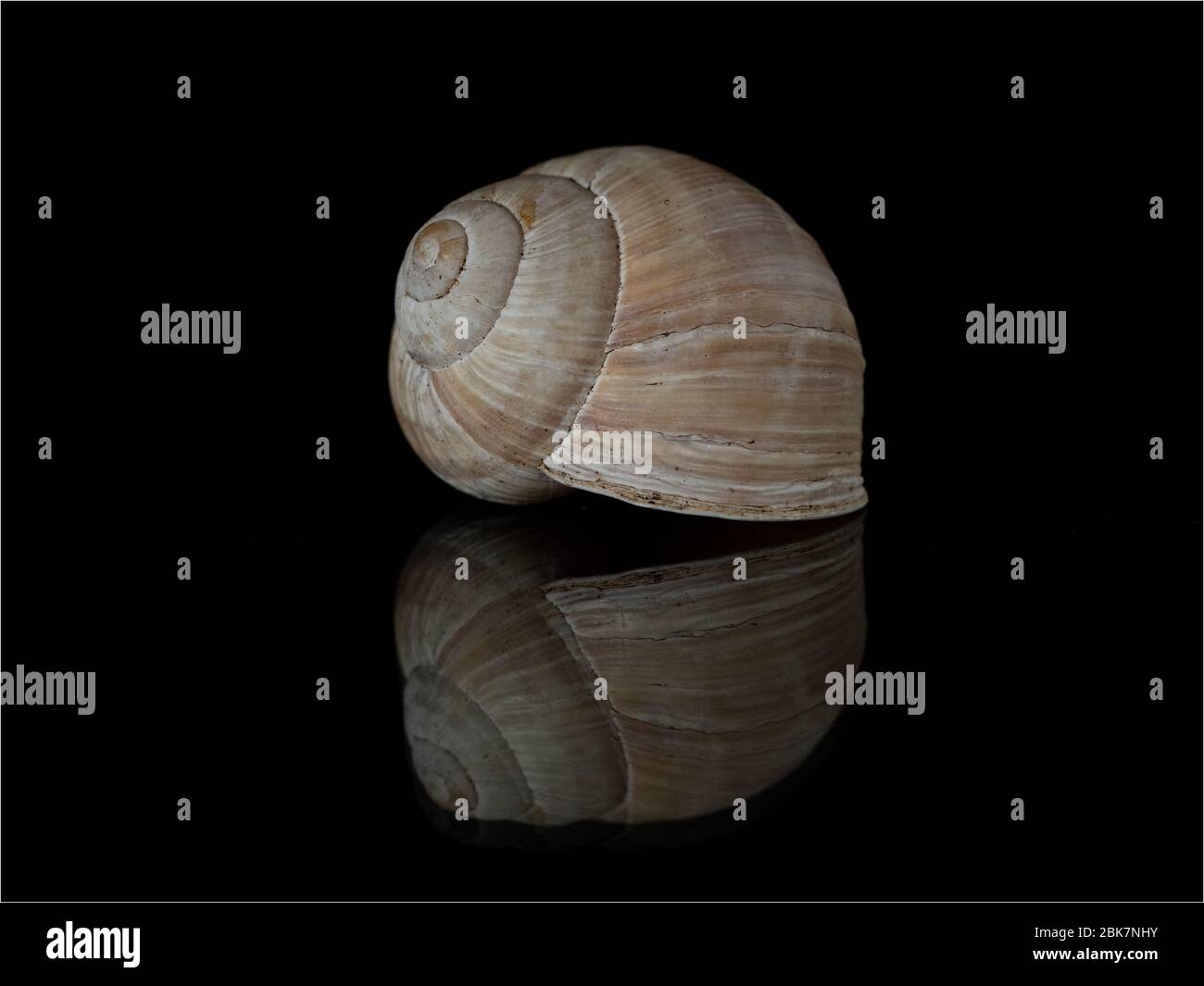 Roman Snail Shell Stock Photo - Alamy