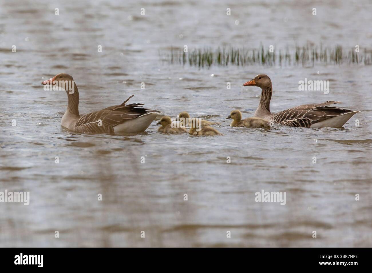Greylag goose at the start hi-res stock photography and images - Alamy