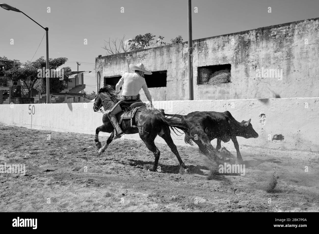 Mexican cowboy trying to knock down a bull during one of the test of a ...