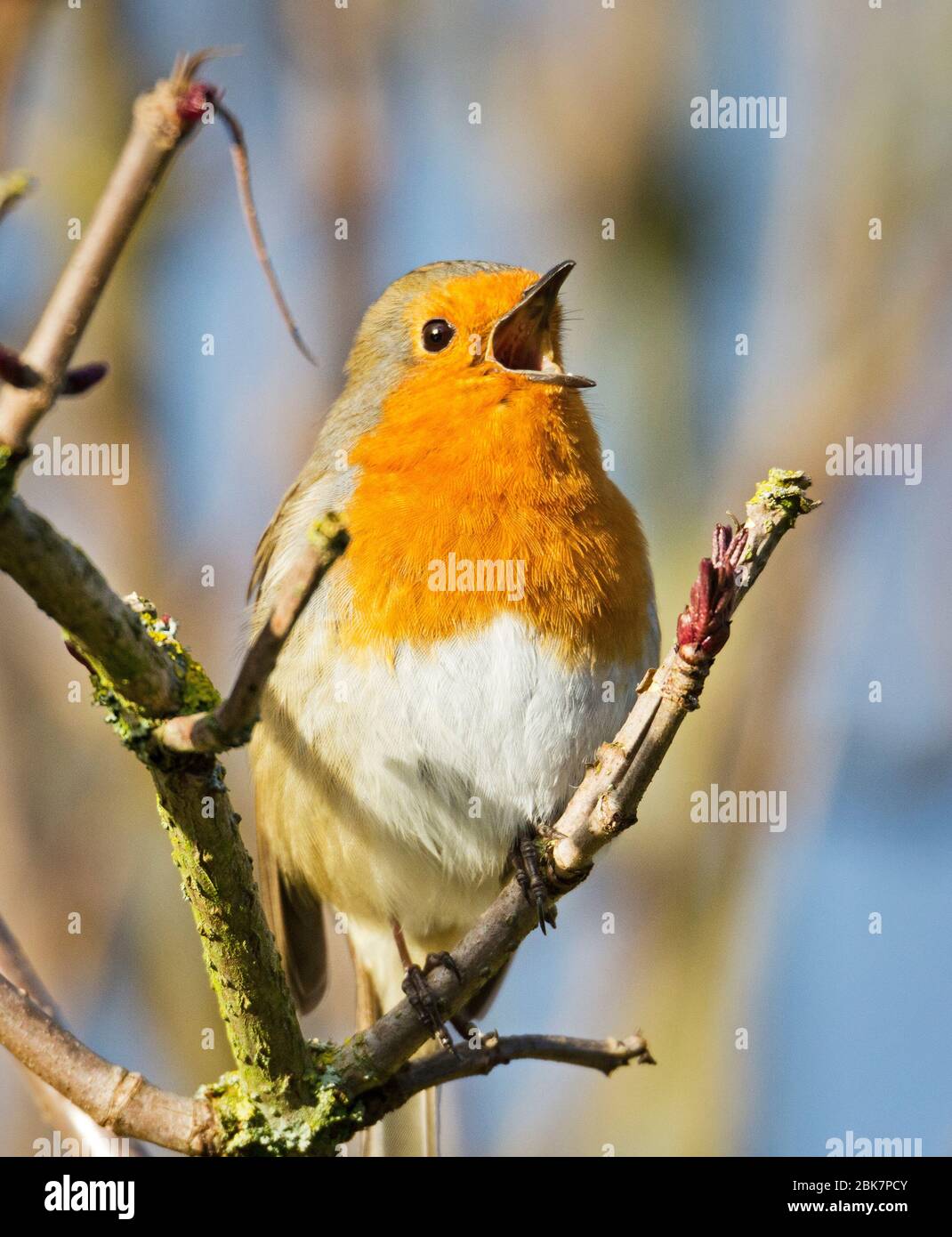 Mother robin hi-res stock photography and images - Alamy