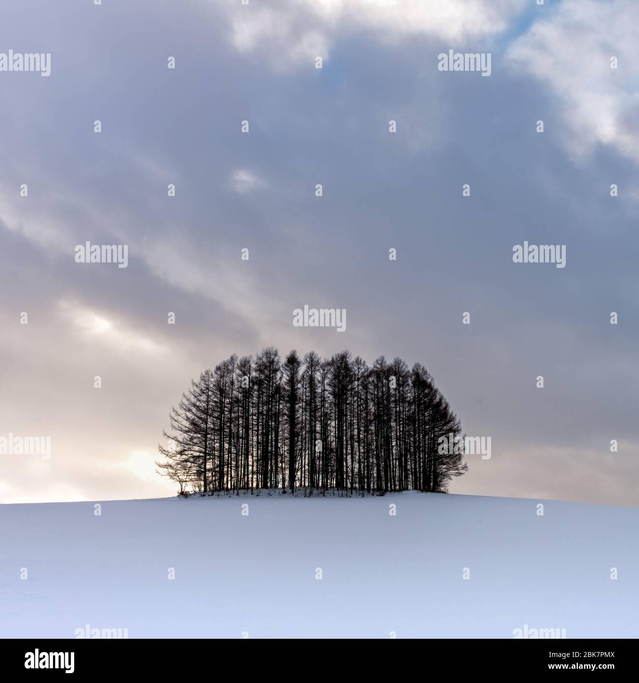 Trees, Clouds and Snow, Biei Landscape, Hokkaido, Japan Stock Photo - Alamy