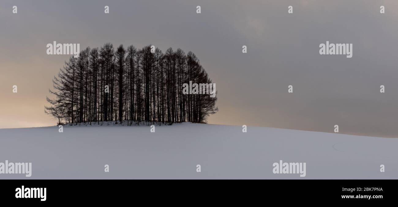 Trees, Clouds and Snow, Biei Landscape, Hokkaido, Japan Stock Photo - Alamy