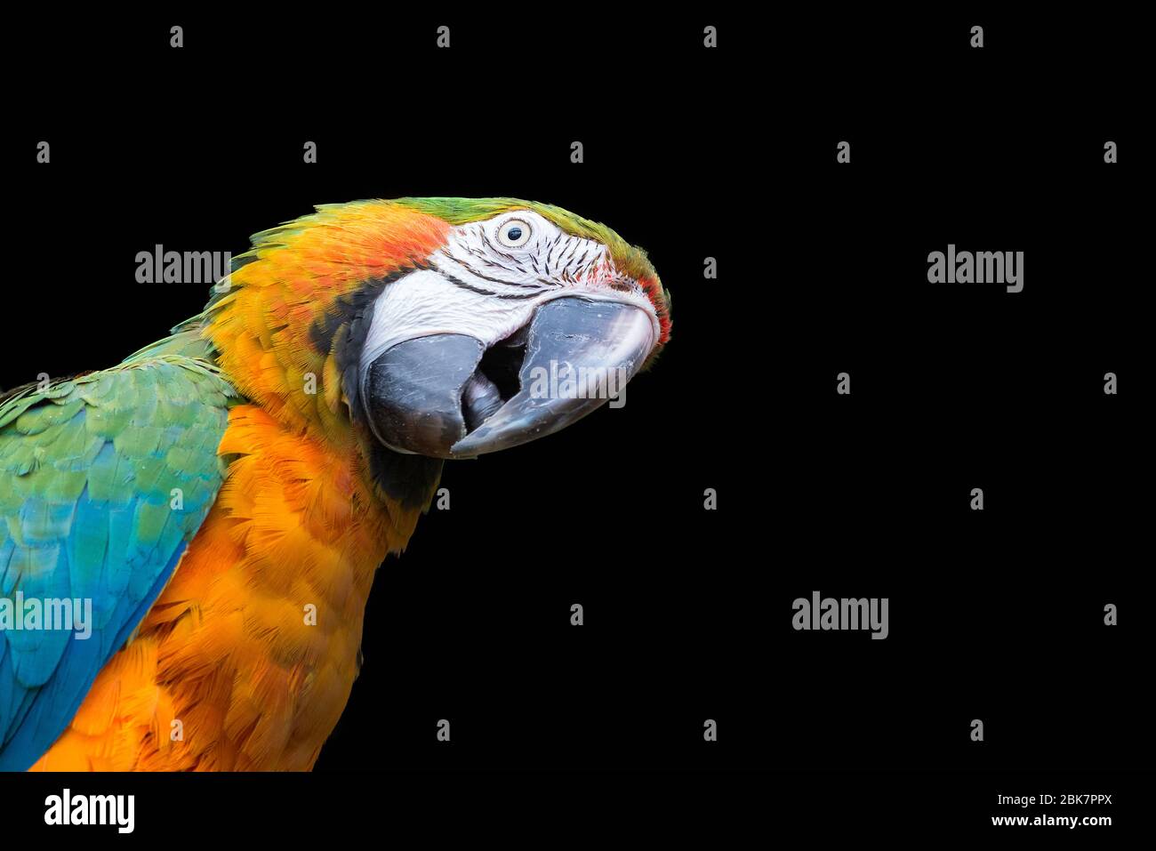 Curious Blue-and-yellow macaw isolated on black (Ara ararauna Stock ...