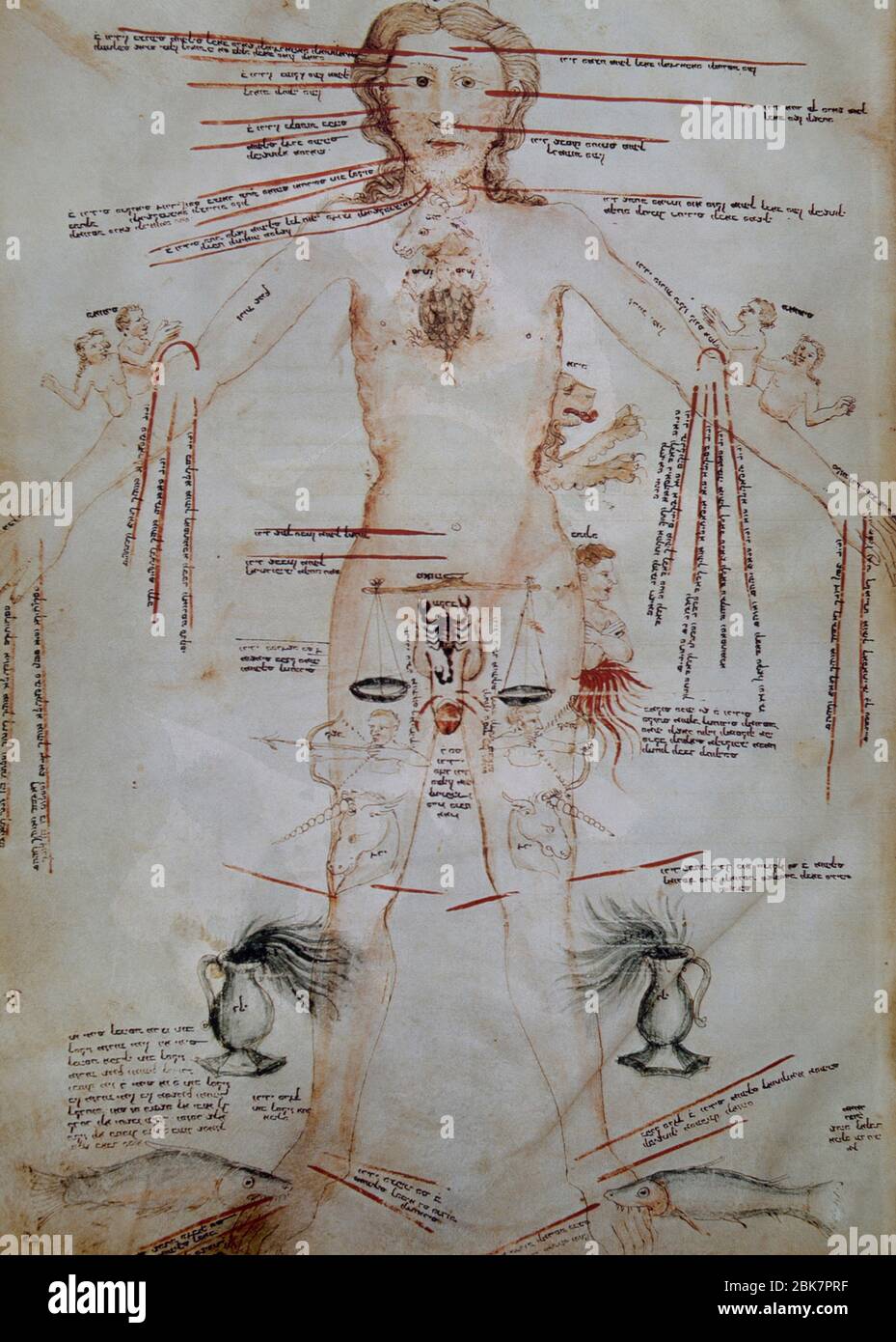 Zodiac Man or Man of Signs. It depicts a roughly consistent correlation ...
