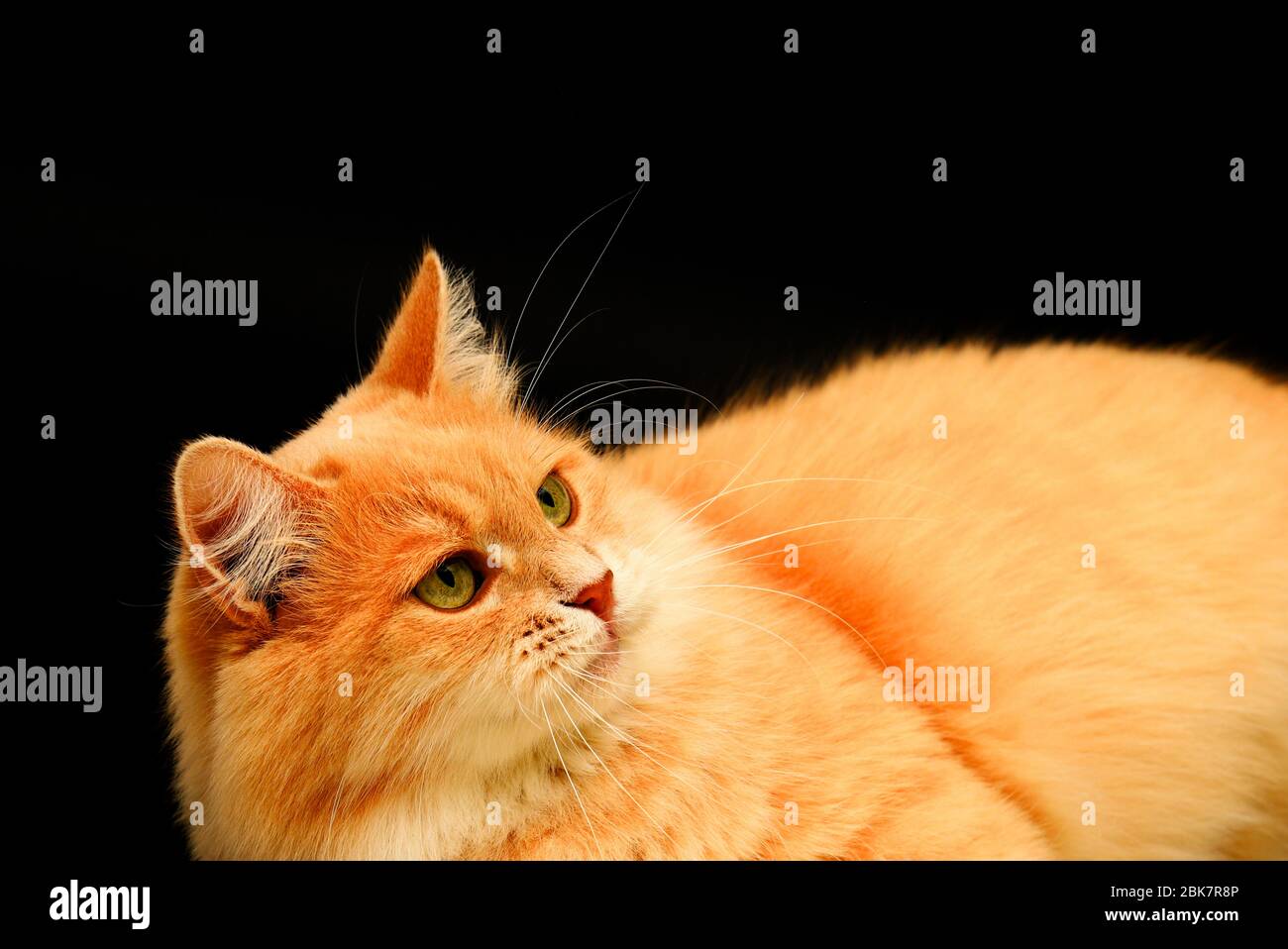 Beautiful fluffy red cat with a long mustache lies on a black ...