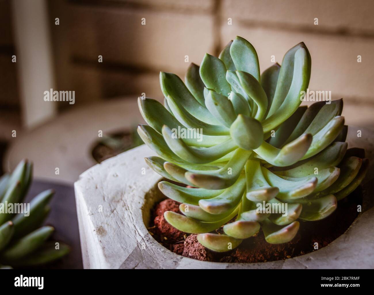 Photograph of natural succulent plant Stock Photo - Alamy