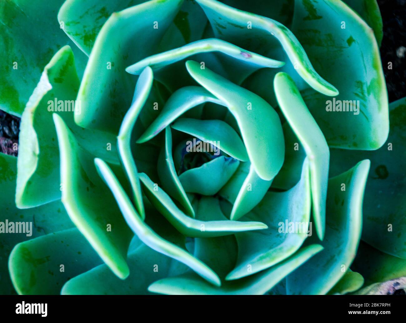 Photograph of natural succulent plant Stock Photo - Alamy