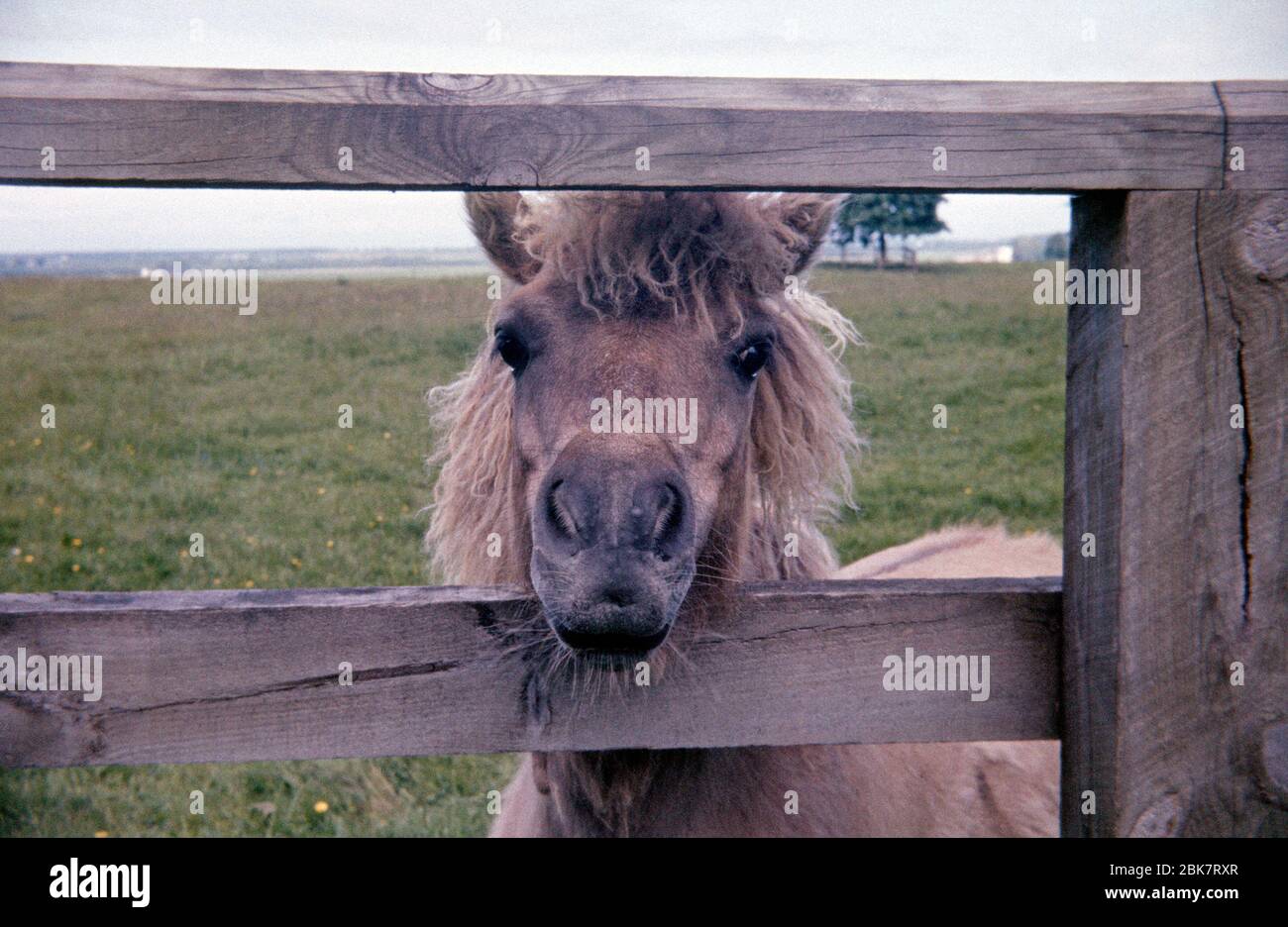 pony looking through fence, June 19, 1981, near Nairn, Scotland, Great ...