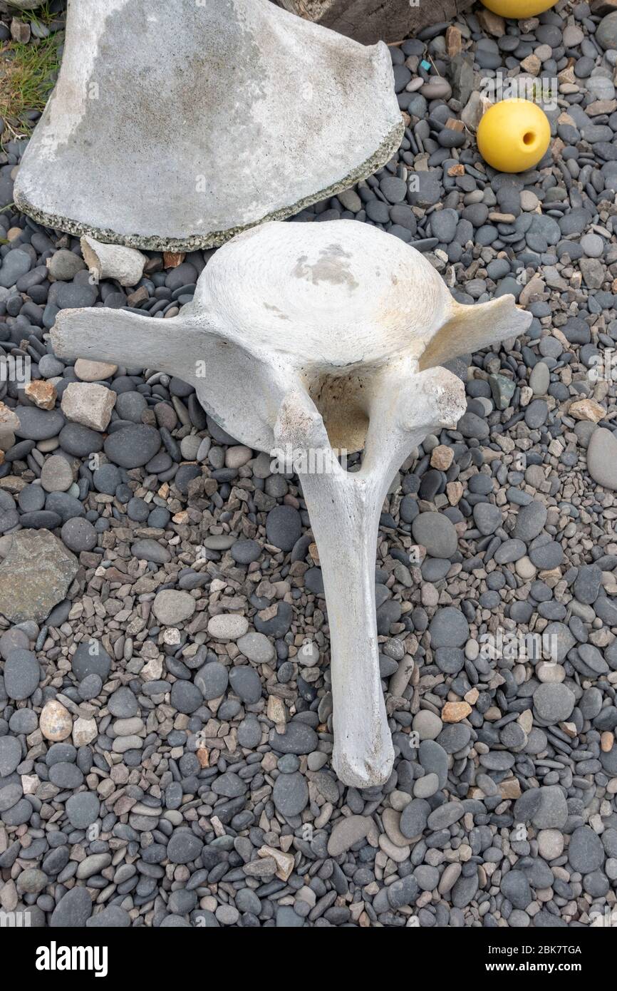 Whale backbone on the Stokksnes peninsula near Höfn, Iceland Stock ...