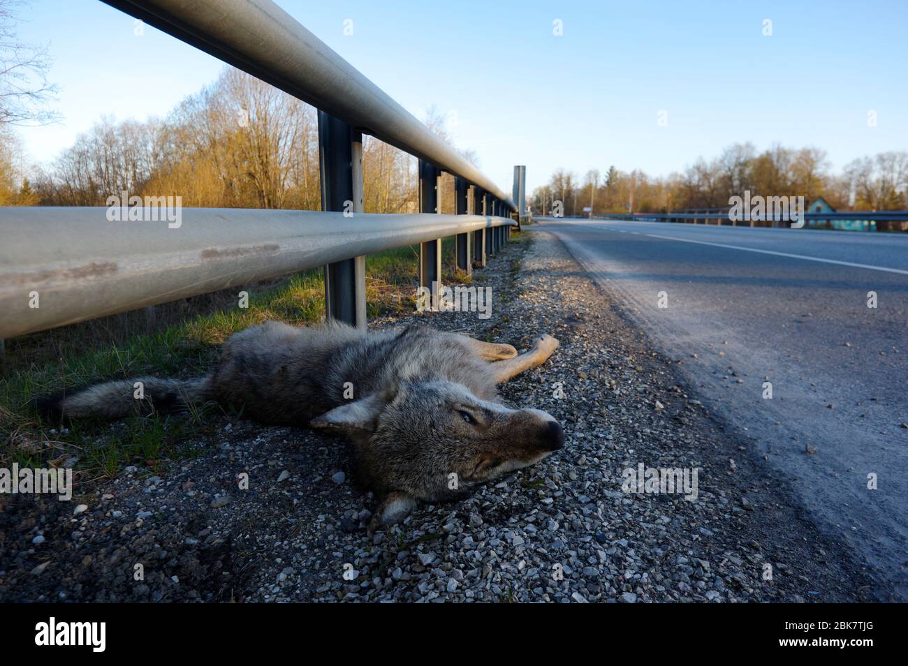 A wolf killed in traffic on May 1, 2020, Estonia Stock Photo - Alamy