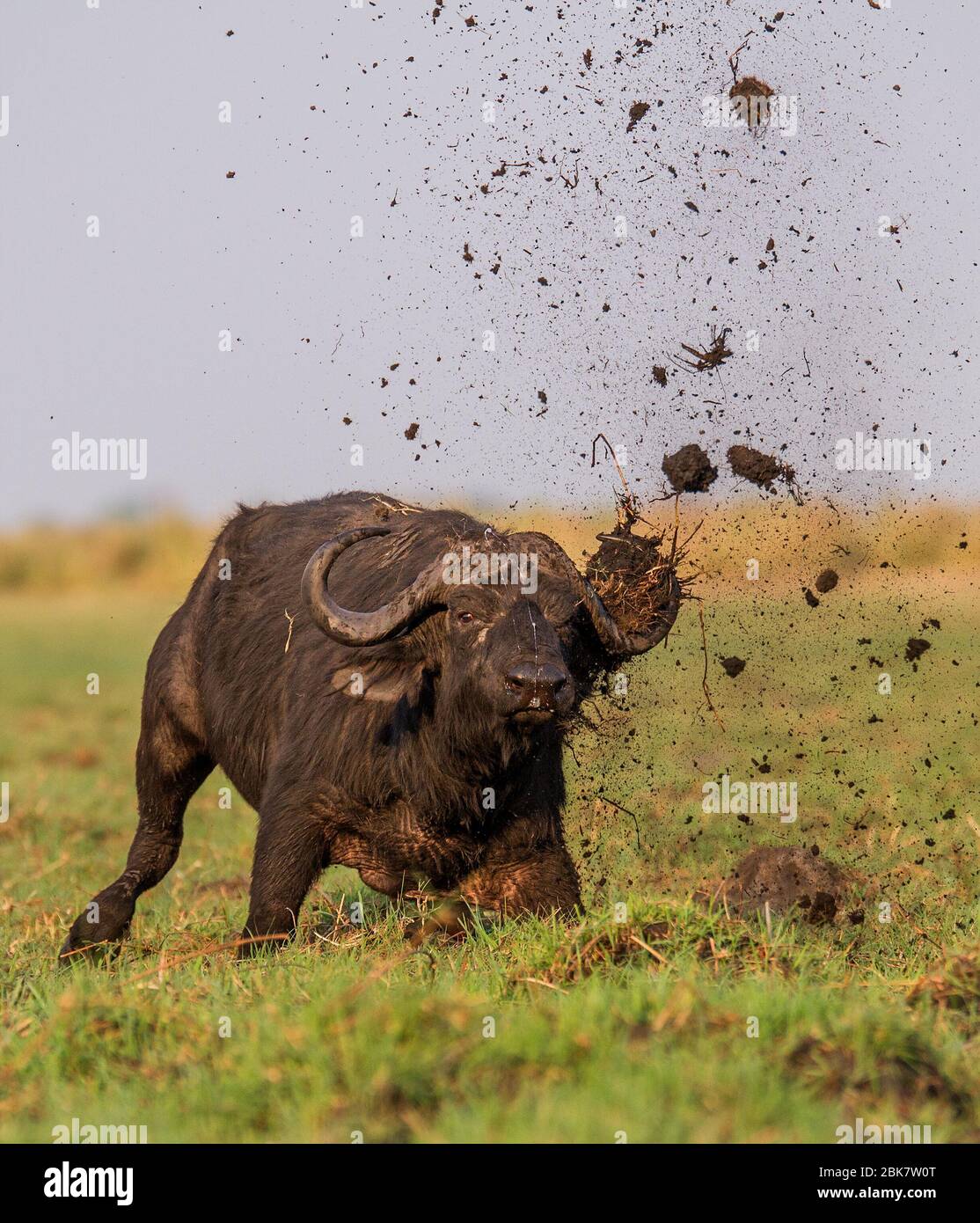 image of african buffalo Stock Photo - Alamy