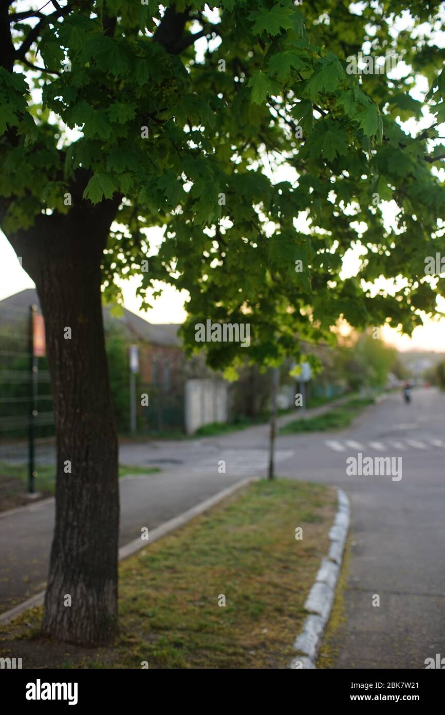 Beautiful maple tree with green leaves grows near the road Stock Photo ...