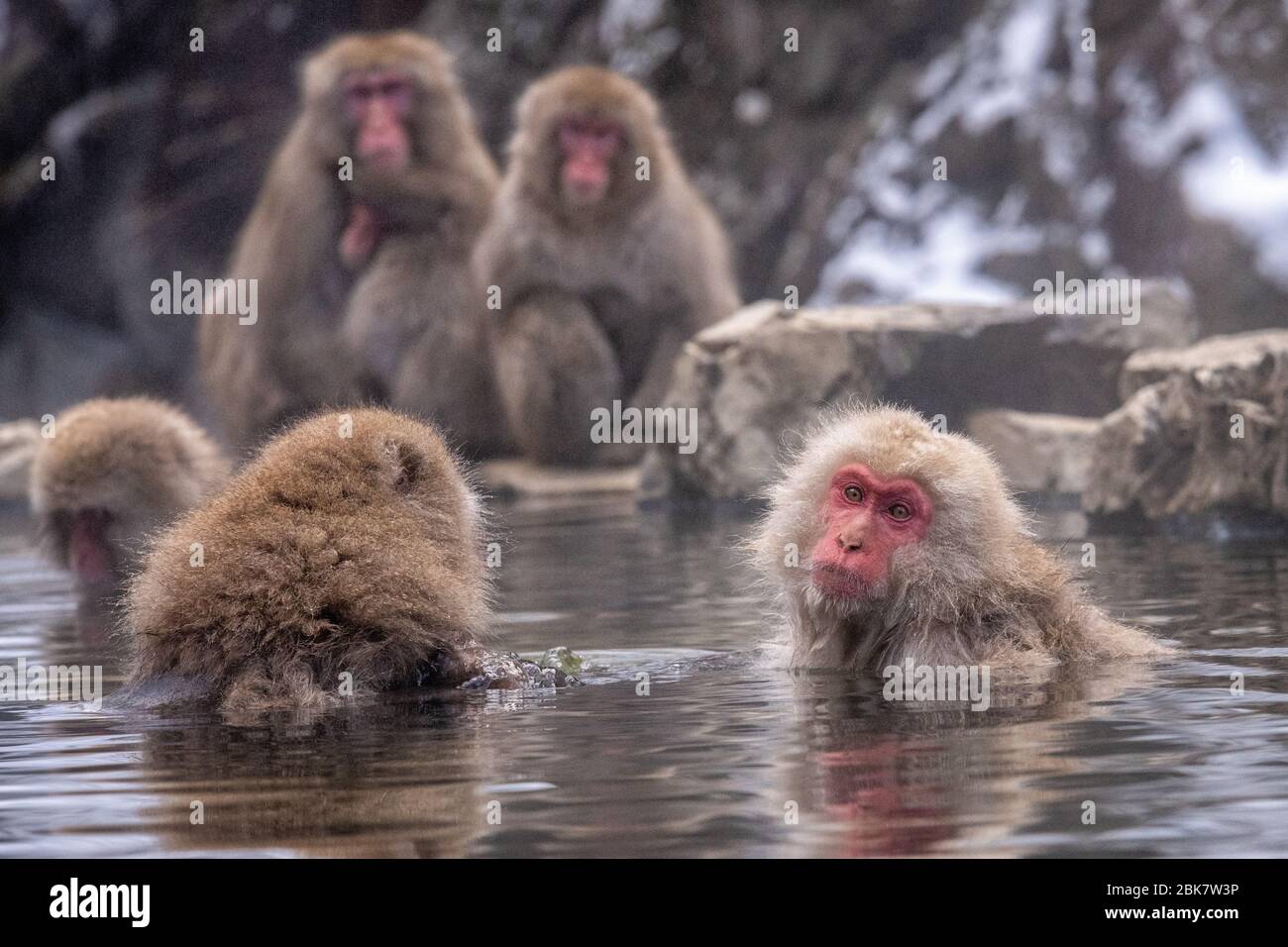 Jigokudani national park hi-res stock photography and images - Alamy