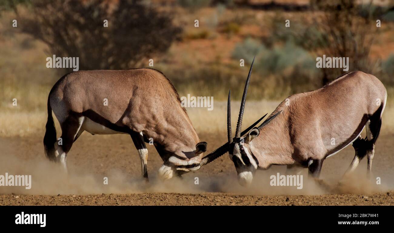 Aggressiveness hi-res stock photography and images - Alamy