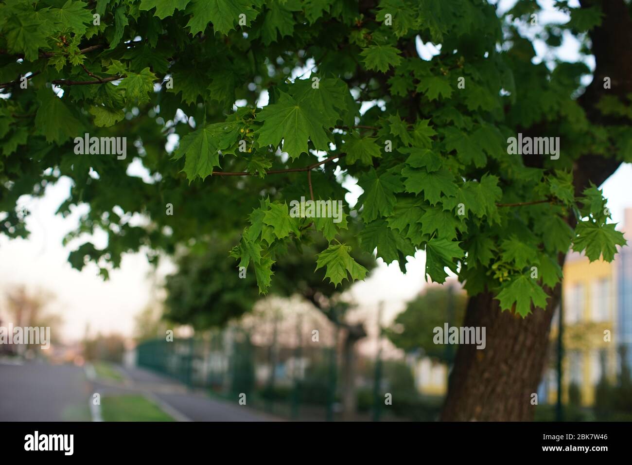 Maple tree with green leaves grows near the sidewalk Stock Photo - Alamy