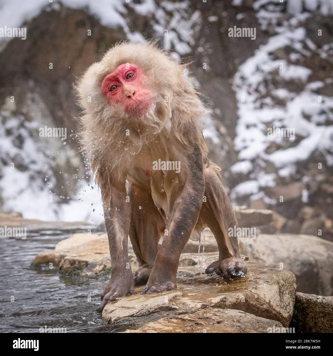 Snow Monkey, Jigokudani Monkey Park, Japan Stock Photo - Alamy
