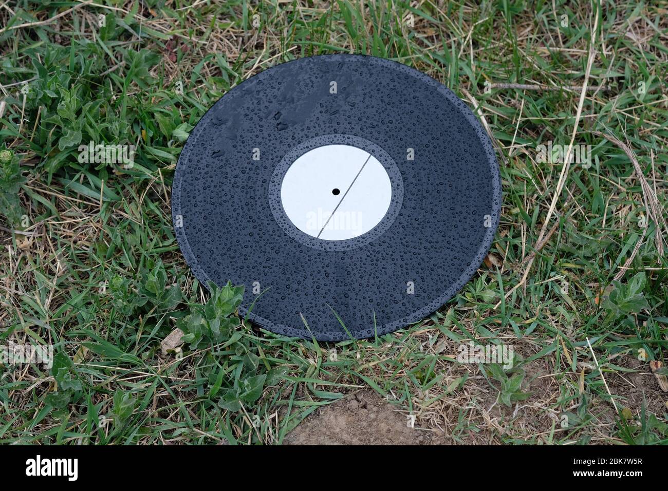 Black vinyl record on the grass. Old musical record covered with ...