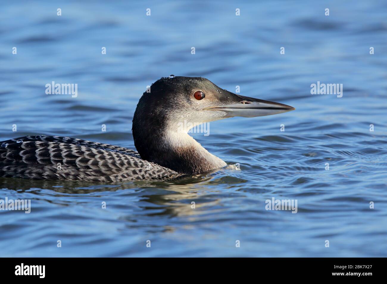 Great northern diver uk hi-res stock photography and images - Alamy
