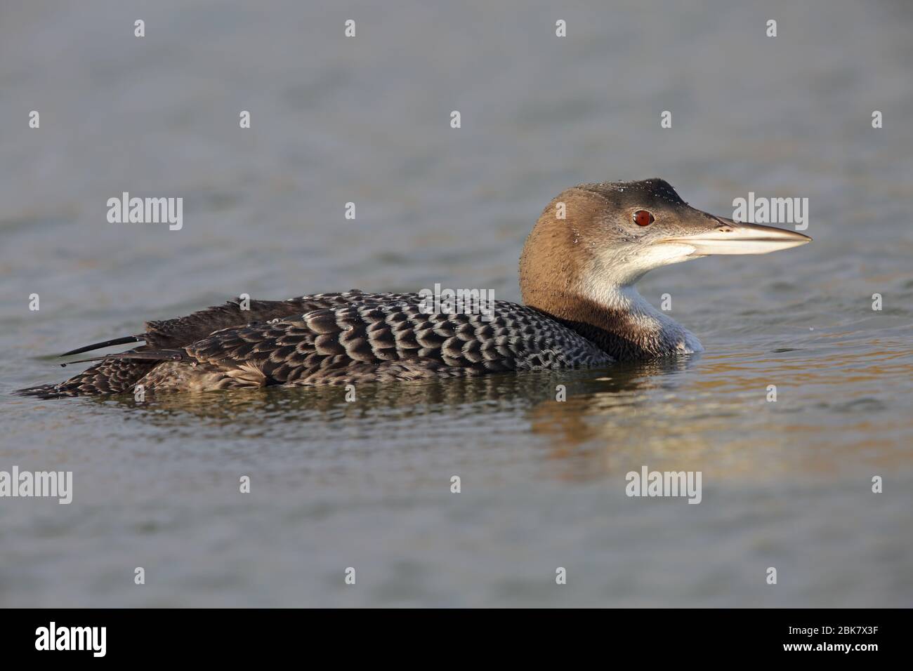 Great northern diver gavia immer immature hi-res stock photography and ...