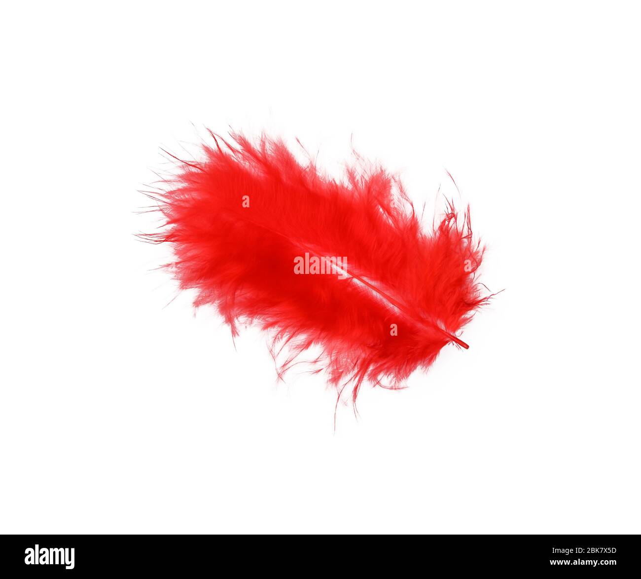 Close up one fluffy red down feather isolated on white background ...