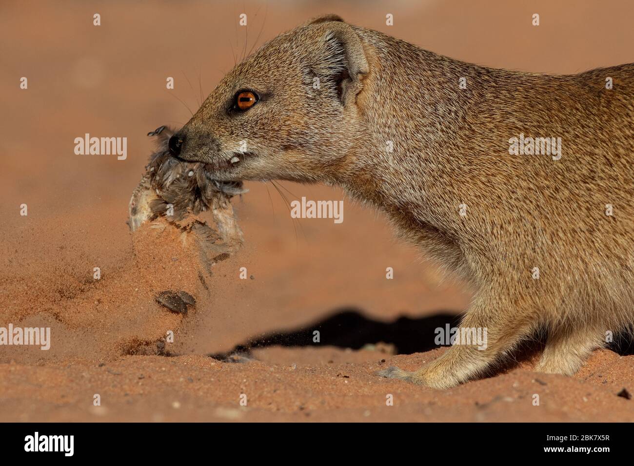 Mongoose head hi-res stock photography and images - Alamy
