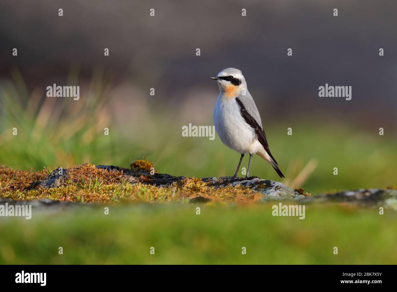 An adult breeding plumage male Northern Wheatear (Oenanthe oenanthe) of ...