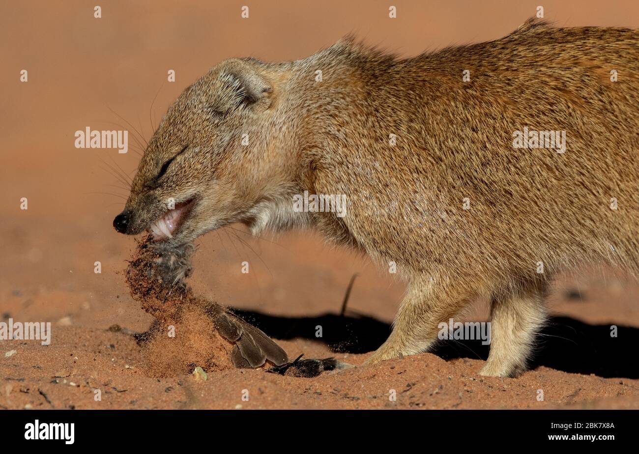 Mongoose kalahari hi-res stock photography and images - Alamy