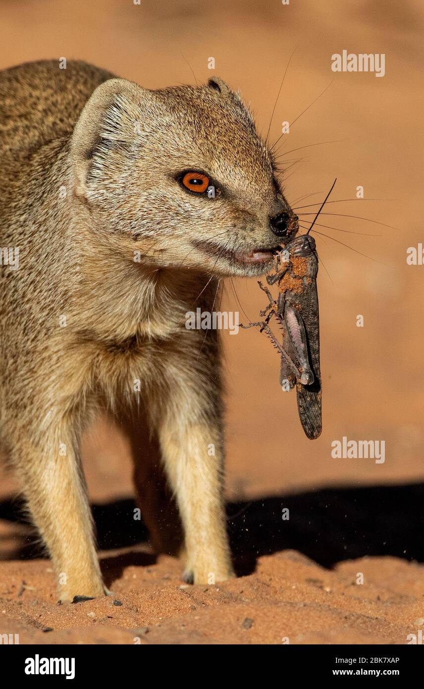 Mongoose head hi-res stock photography and images - Alamy
