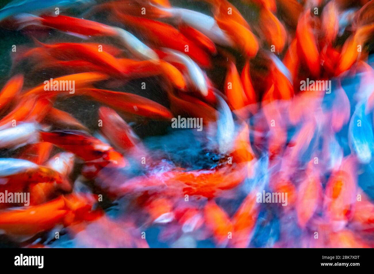 Koi pond Bali Indonesia Stock Photo - Alamy