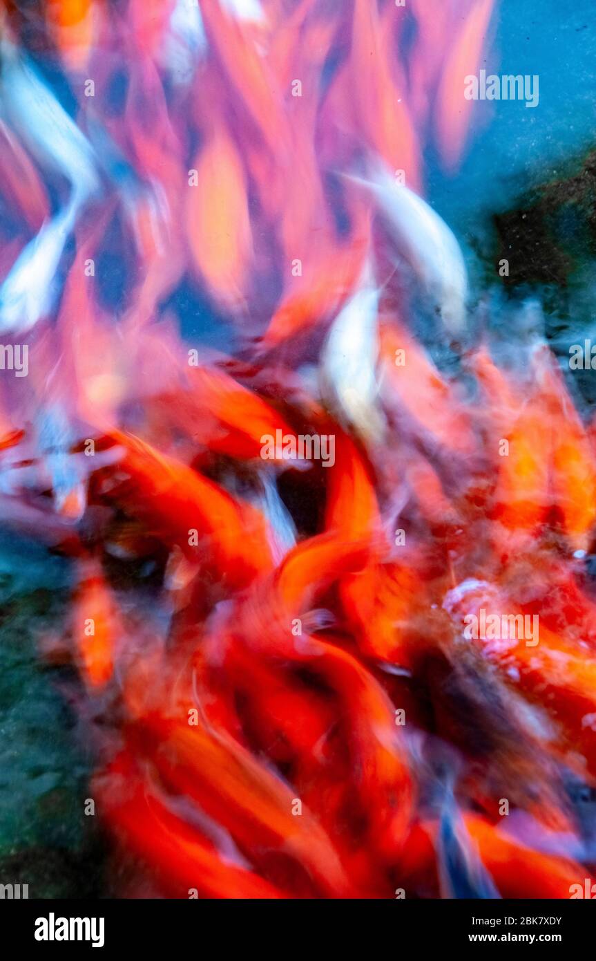 Koi pond Bali Indonesia Stock Photo - Alamy