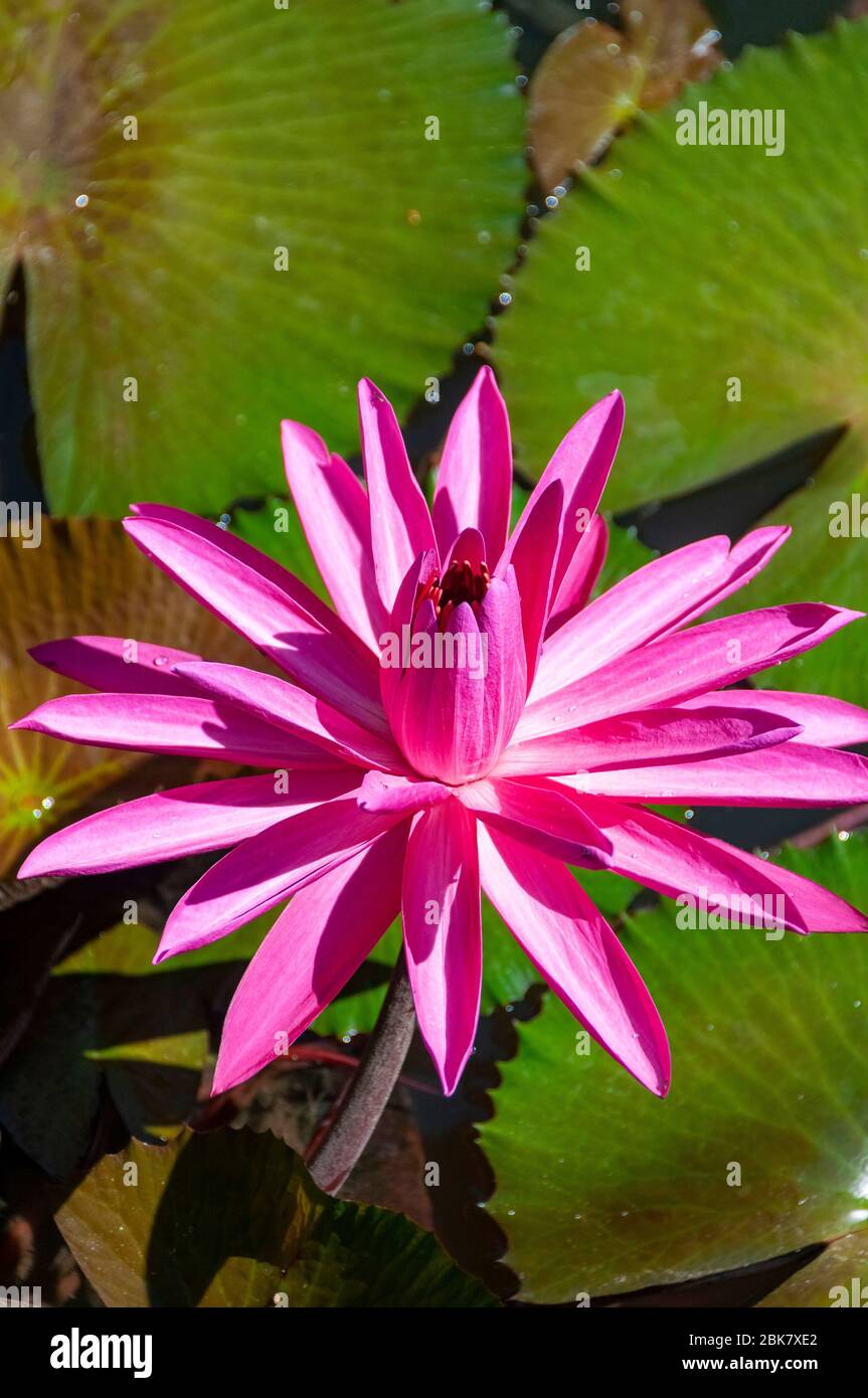 Pink flower in lily pond Tanjung Benoa Bali Indonesia Stock Photo - Alamy