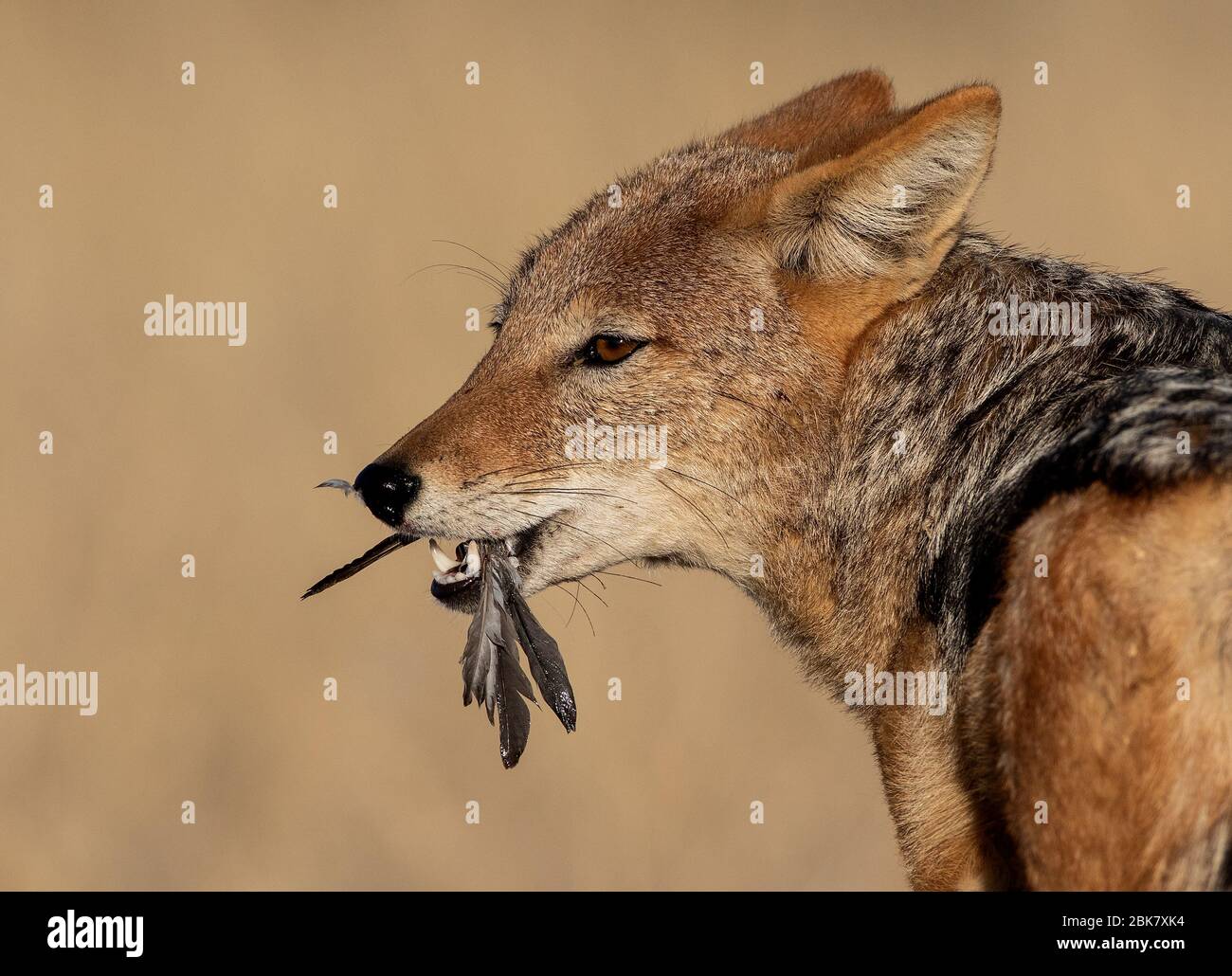 Black backed jackal eating hi-res stock photography and images - Alamy