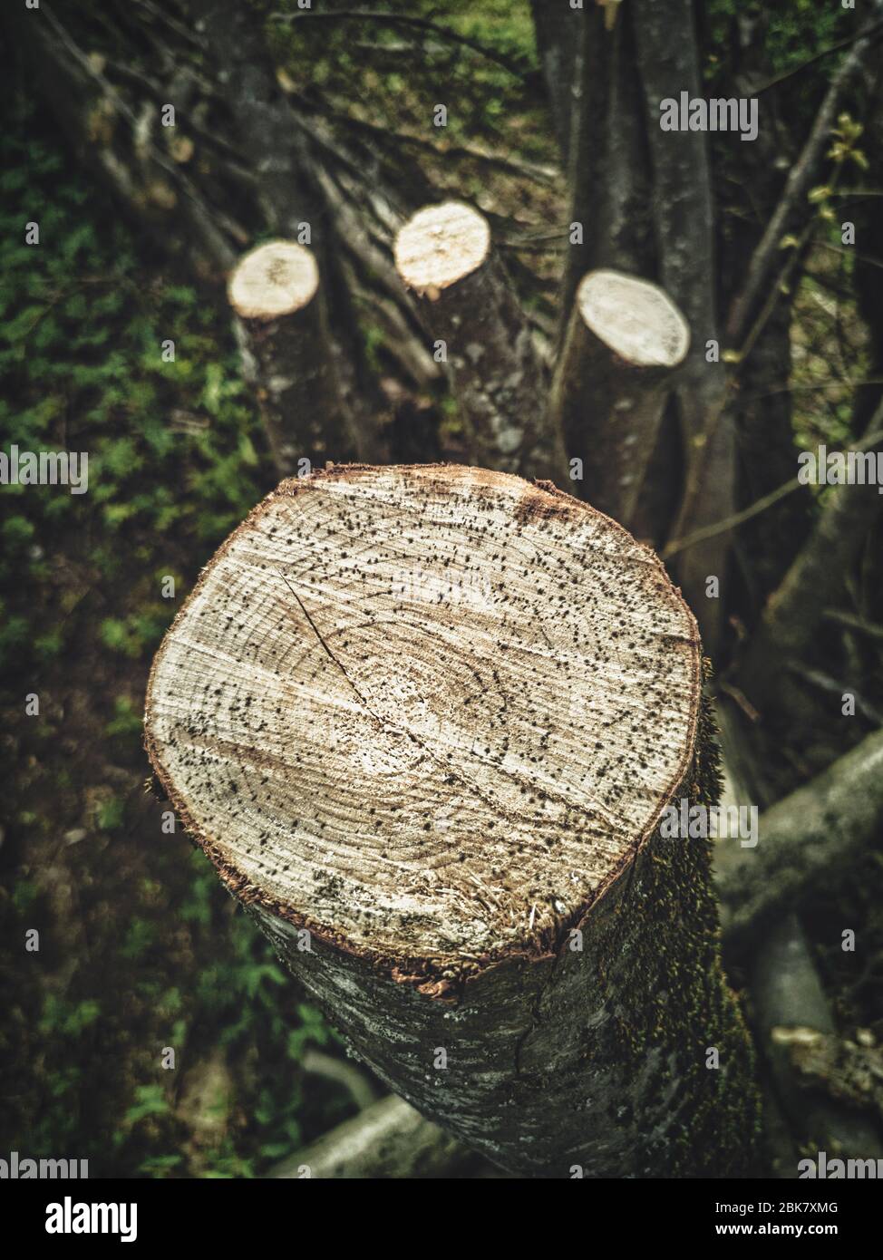Dramatic close-up of high contrast cut hazel tree trunk section with ...