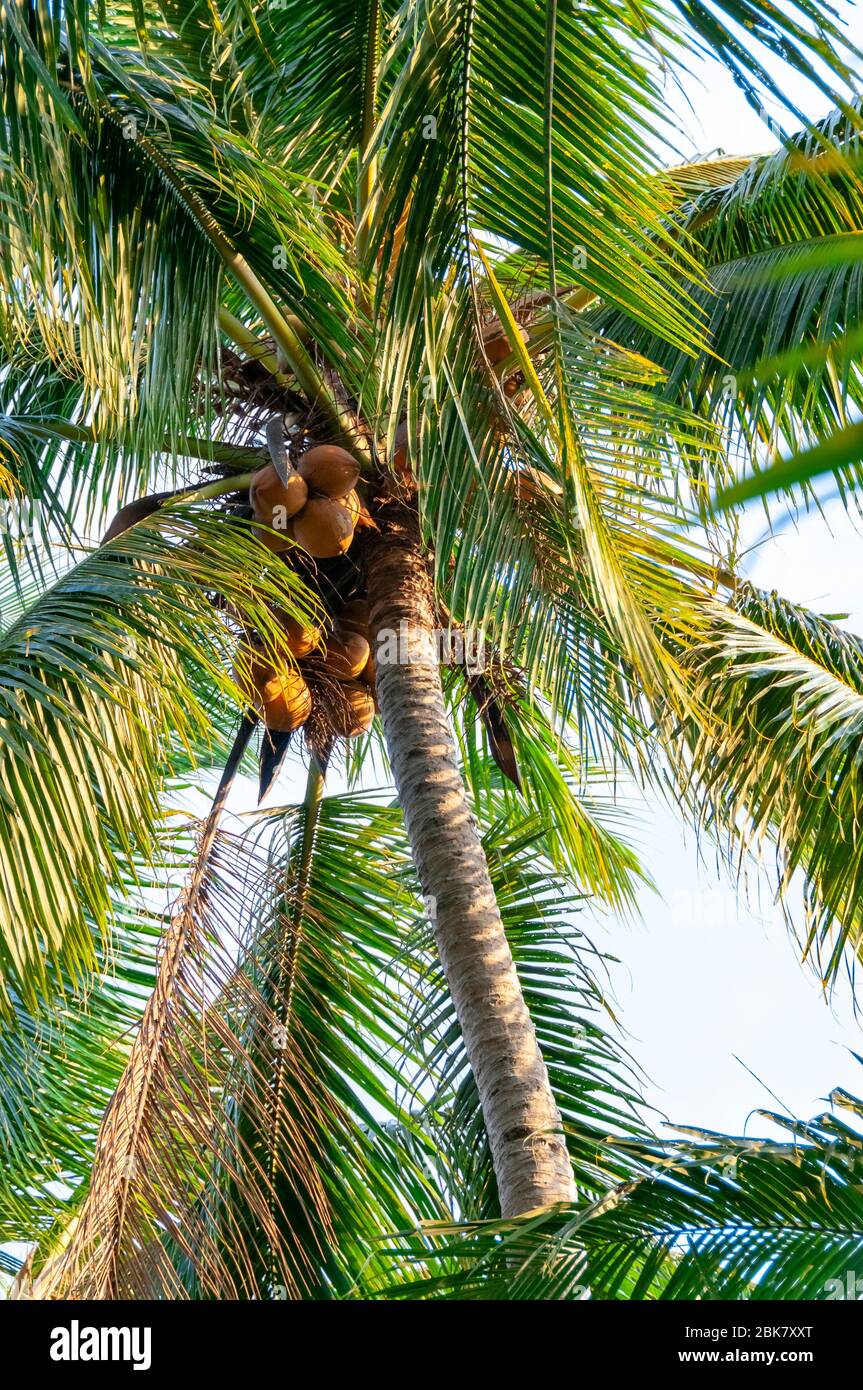 Palm tree plantation Bali Indonesia Stock Photo - Alamy