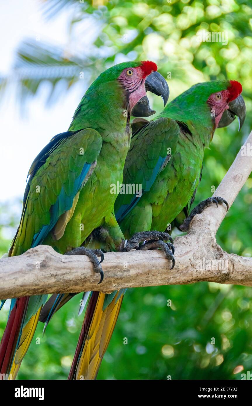 Parrots of indonesia hi-res stock photography and images - Alamy