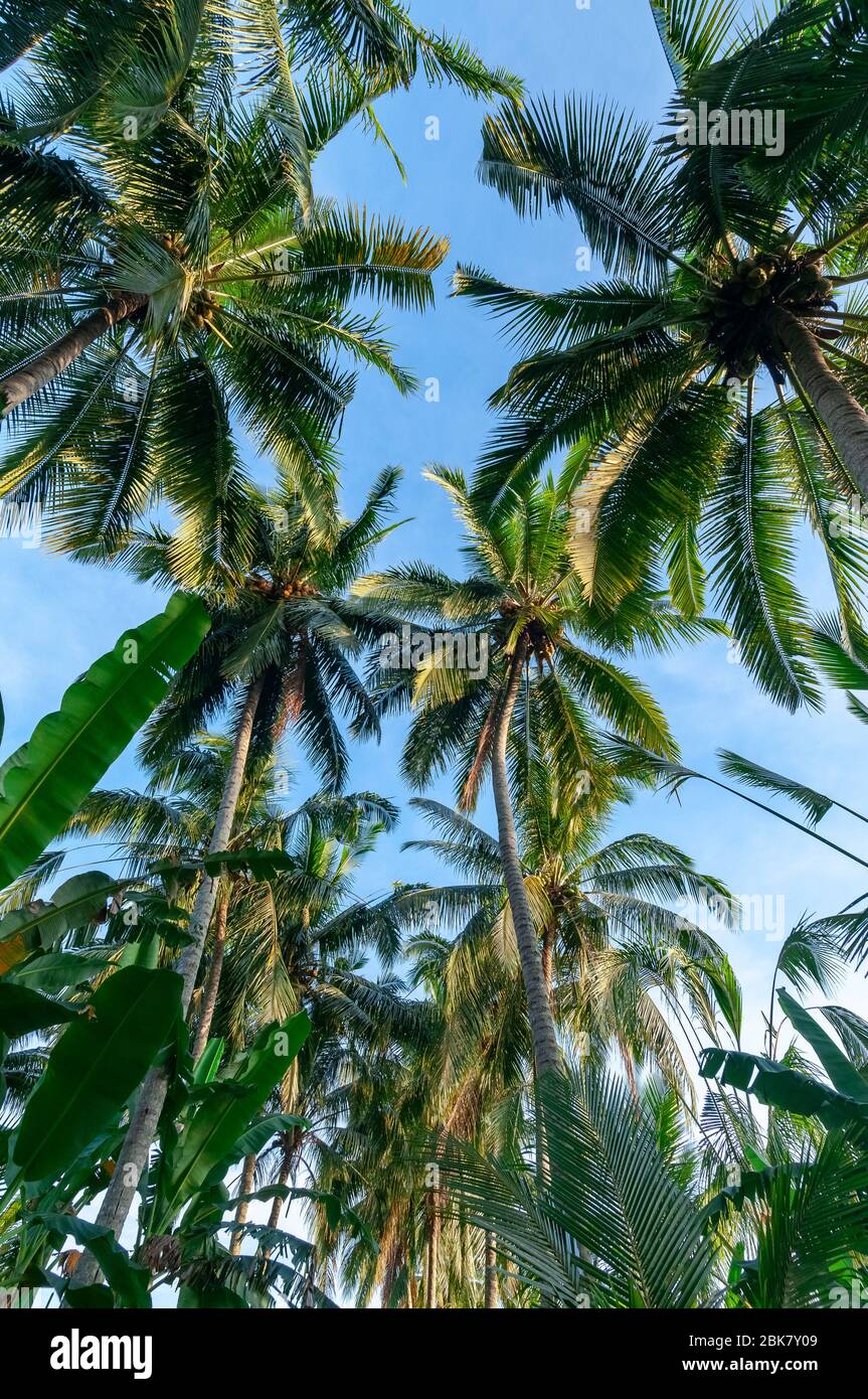 Palm tree plantation Bali Indonesia Stock Photo - Alamy