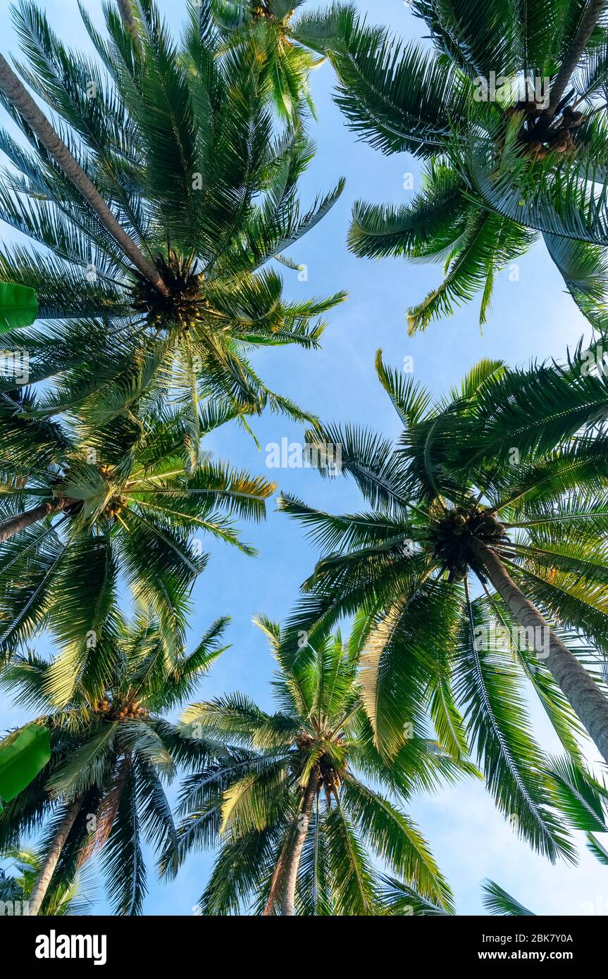 Palm tree plantation Bali Indonesia Stock Photo - Alamy