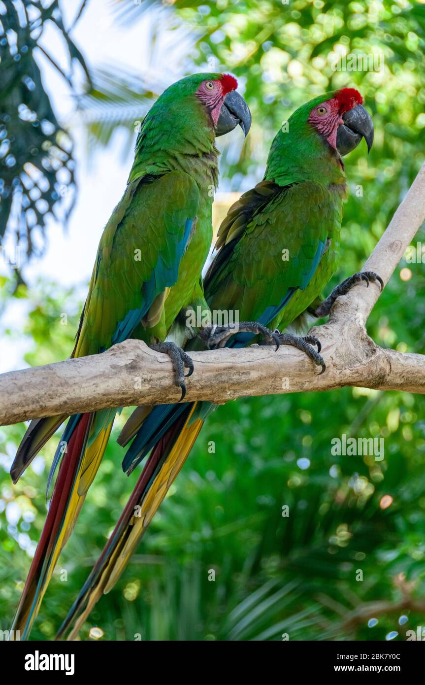 Parrots of indonesia hi-res stock photography and images - Alamy