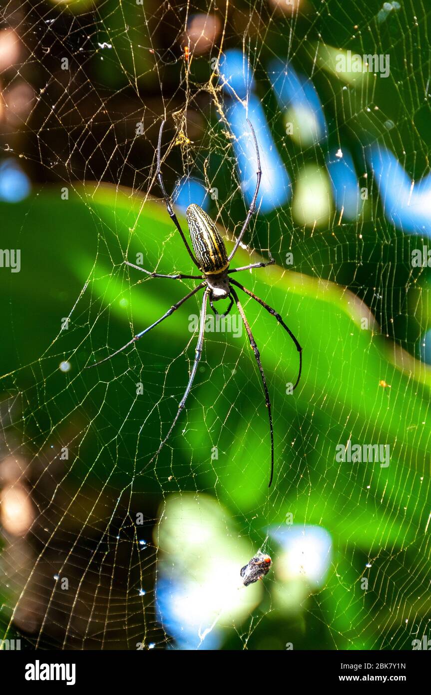 Tropical spider Bird Park Bali Indonesia Stock Photo - Alamy