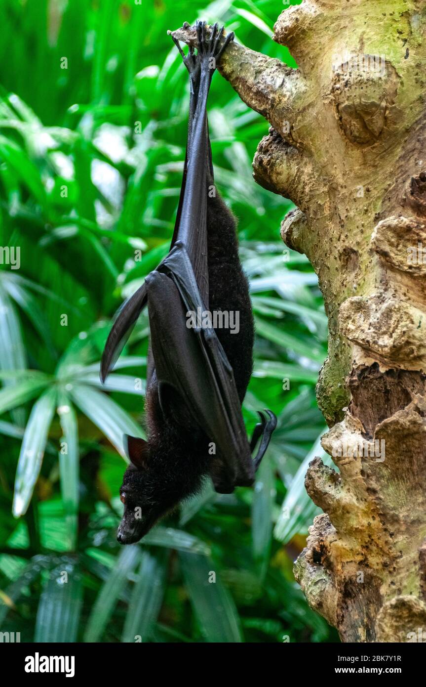 Hanging bat Bird Park Bali Indonesia Stock Photo - Alamy