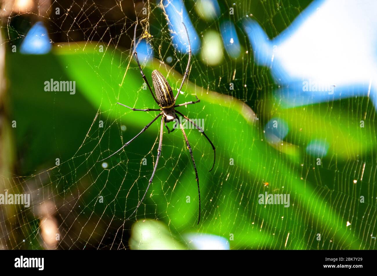 Tropical spider Bird Park Bali Indonesia Stock Photo - Alamy