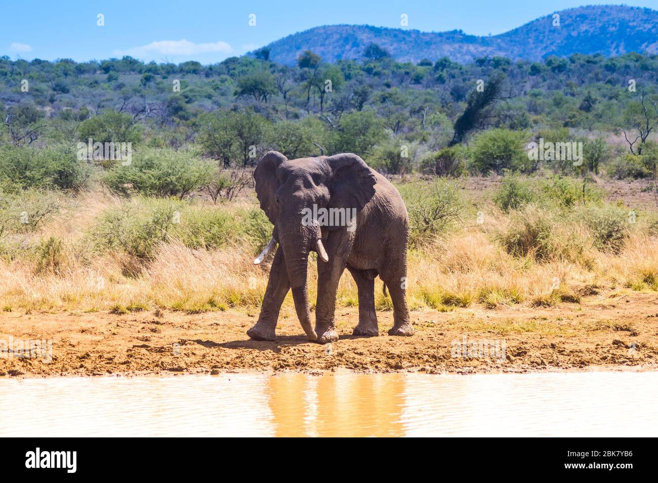 A lone male bull musth elephant showing aggressive behavior in a nature ...