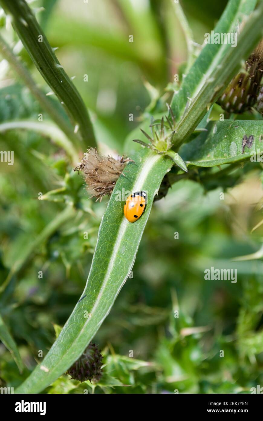 Ladybird leaf hi-res stock photography and images - Alamy