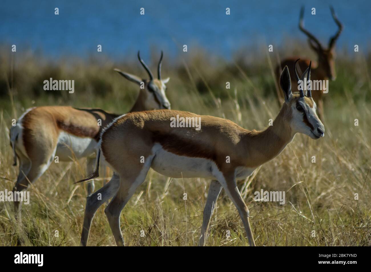 Springbok antelope ( Antidorcas marsupialis ) is national animal of ...